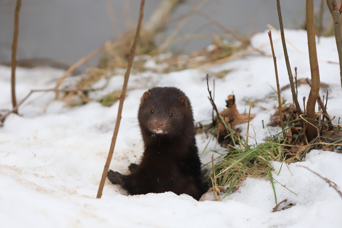Mink III | Mari Teede loodusfotod