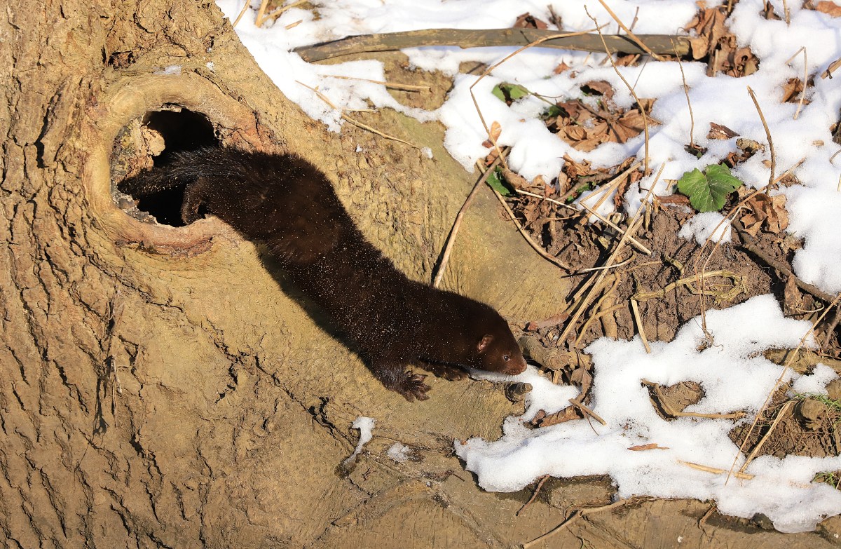 Mink I | Mari Teede loodusfotod